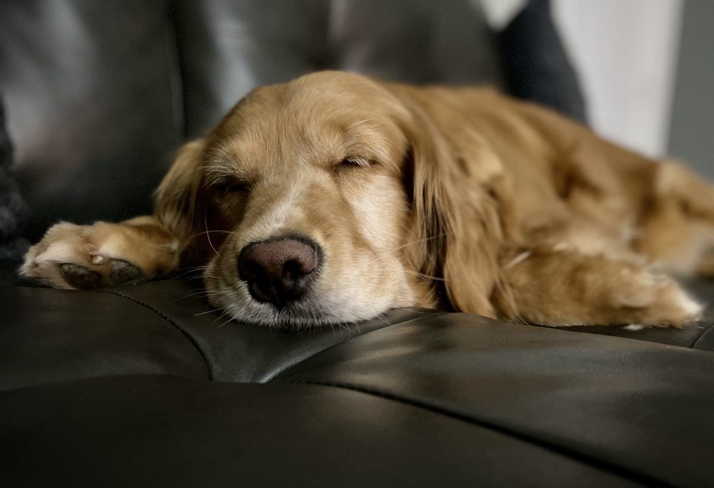 Meet the Survivors: Casey - Bailing Out Benji