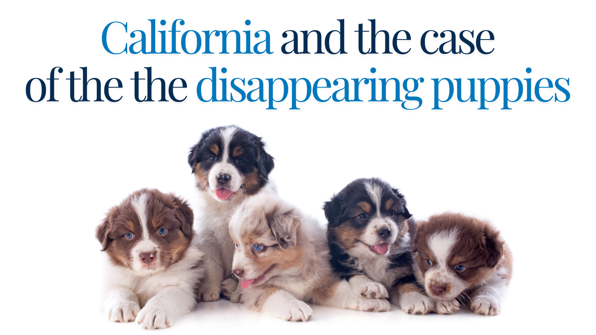 California and the Case of the Disappearing Puppies - Bailing Out Benji